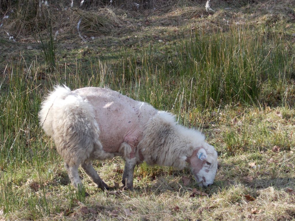 Farmer in court over poor condition of sheep – The Pembrokeshire Herald
