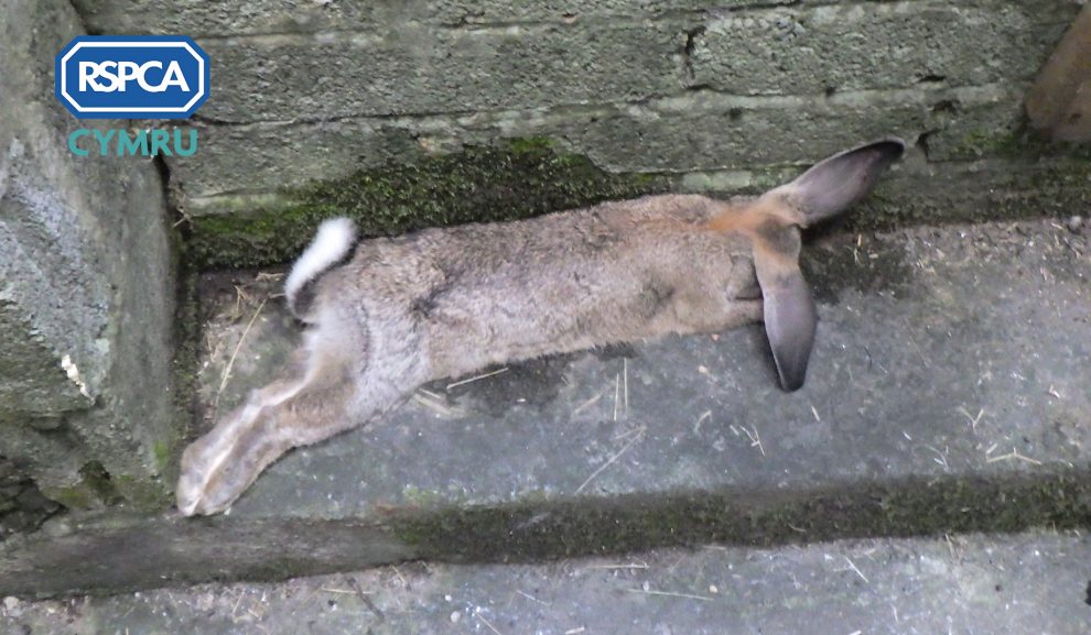 Suspended jail term after ‘shocking’ rabbit neglect – The Pembrokeshire ...