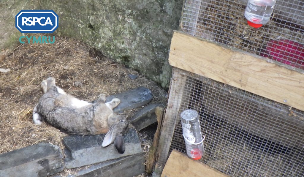 Suspended jail term after ‘shocking’ rabbit neglect – The Pembrokeshire ...