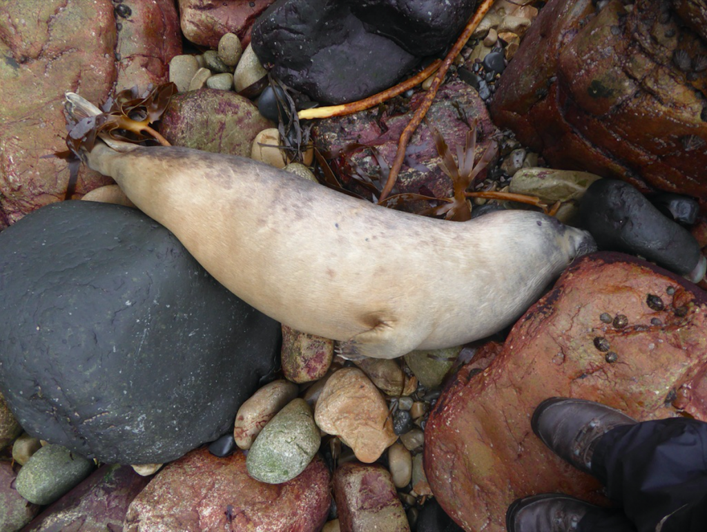 Storms ‘devastating’ for seal pups as two thirds die – The ...