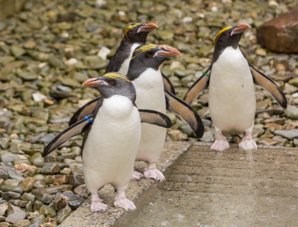 The ‘Macaroni Mafia’ has landed at Folly Farm – The Pembrokeshire Herald