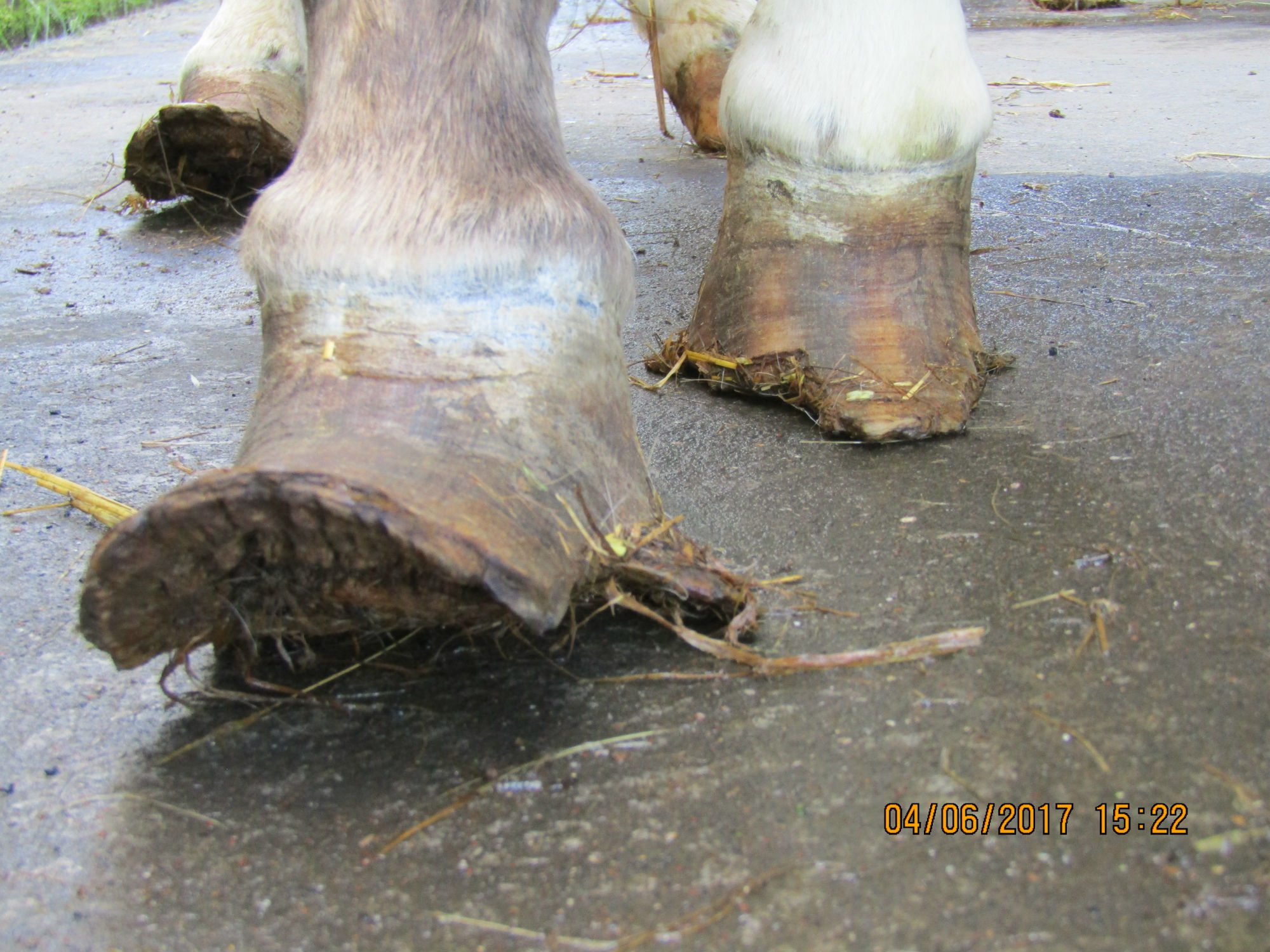 “worst case of overgrown hooves” pic 4 – The Pembrokeshire Herald