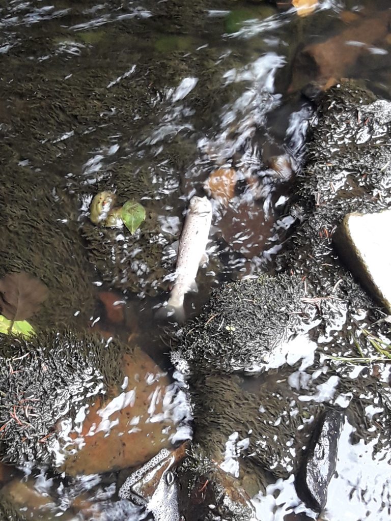 Narberth: More than 1,000 fish killed after slurry pollution – The ...