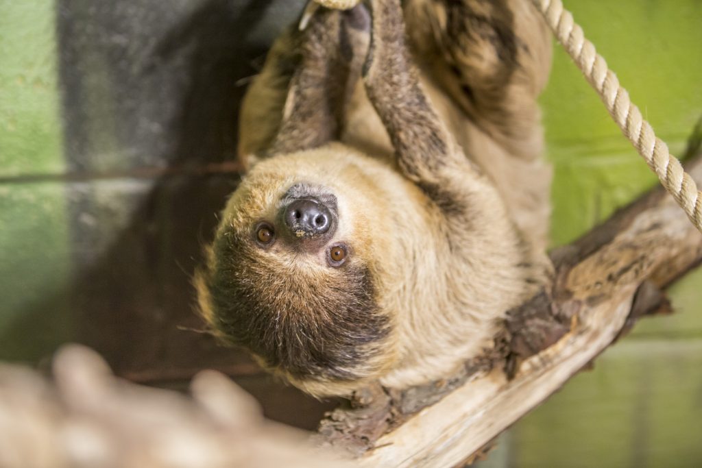 Want to spend six months cuddling a sloth? Folly Farm needs you – The ...