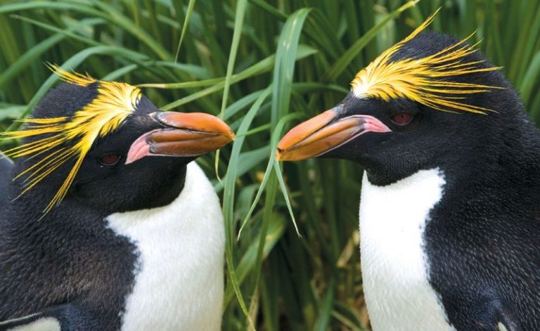 Pembrokeshire zoo gives a new home to family of homeless penguins – The ...