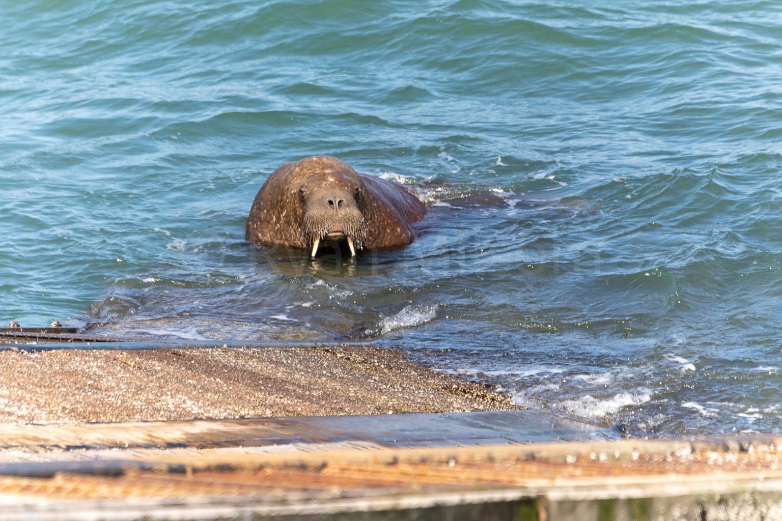 Tenby’s famous walrus ‘Wally’ has been spotted again – The ...