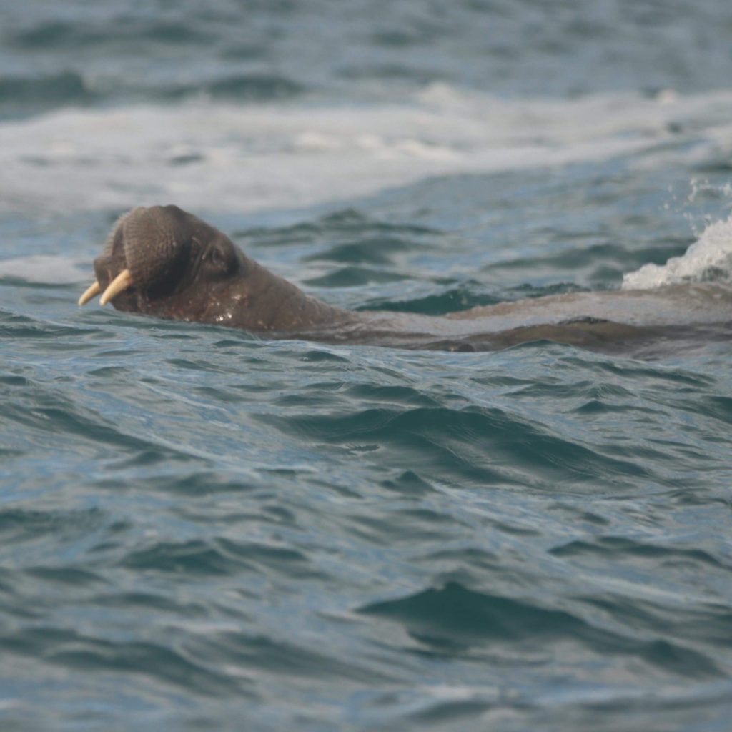 Tenby’s Wally the Walrus has packed up and moved to England – The ...