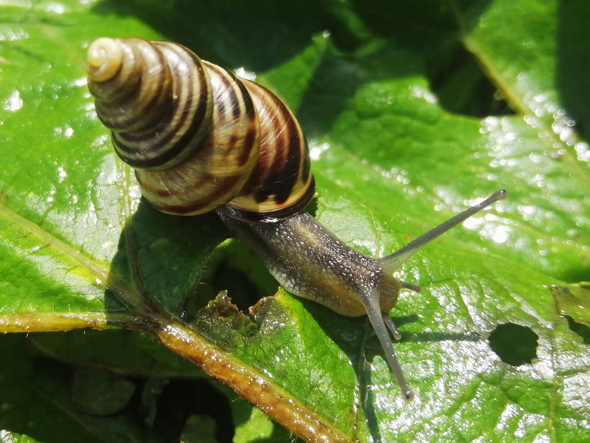Scalariform-Cepaea-nemoralis-St-Nicholas-Pembs-C-National-Museum-Wales ...