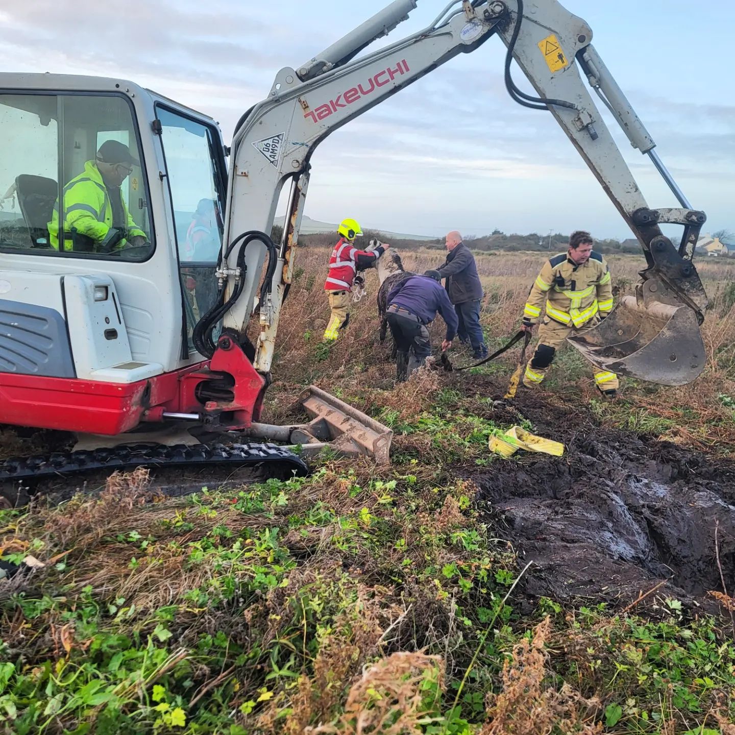 Teamwork prevails, saving pony ‘Daisy’ stuck in bog – The Pembrokeshire ...