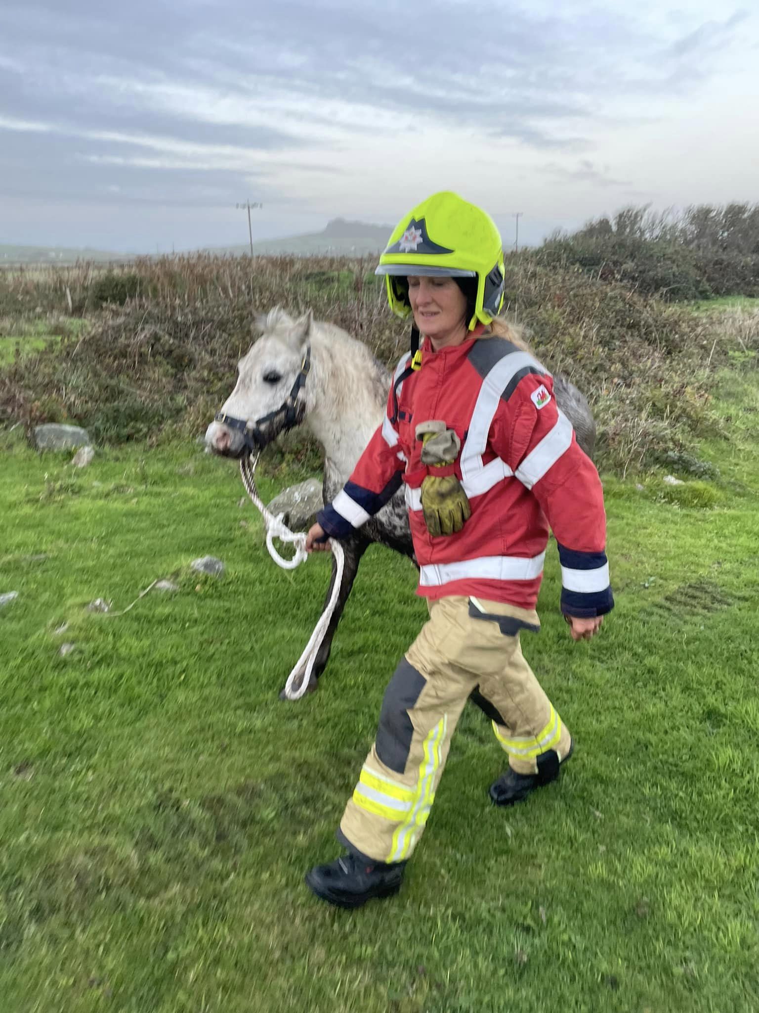 Teamwork prevails, saving pony 'Daisy' stuck in bog – The Pembrokeshire ...