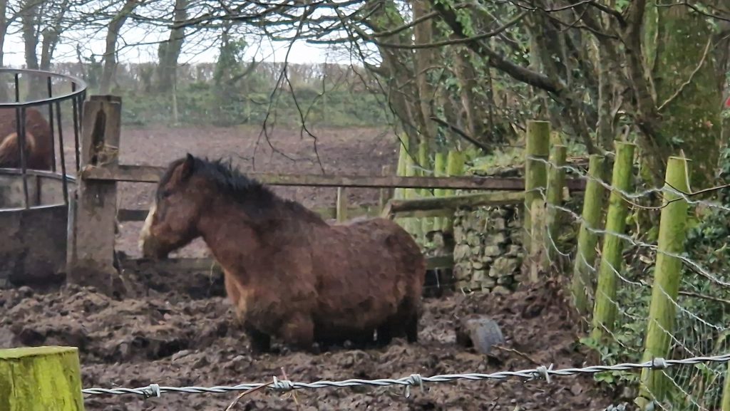 Community effort successfully rescues horse stuck in mud in ...