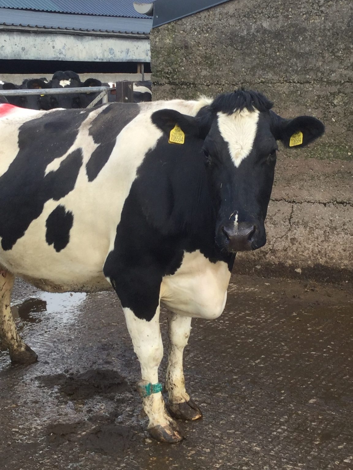Farmers who knowingly kept cattle with bovine TB on farm fined – The ...