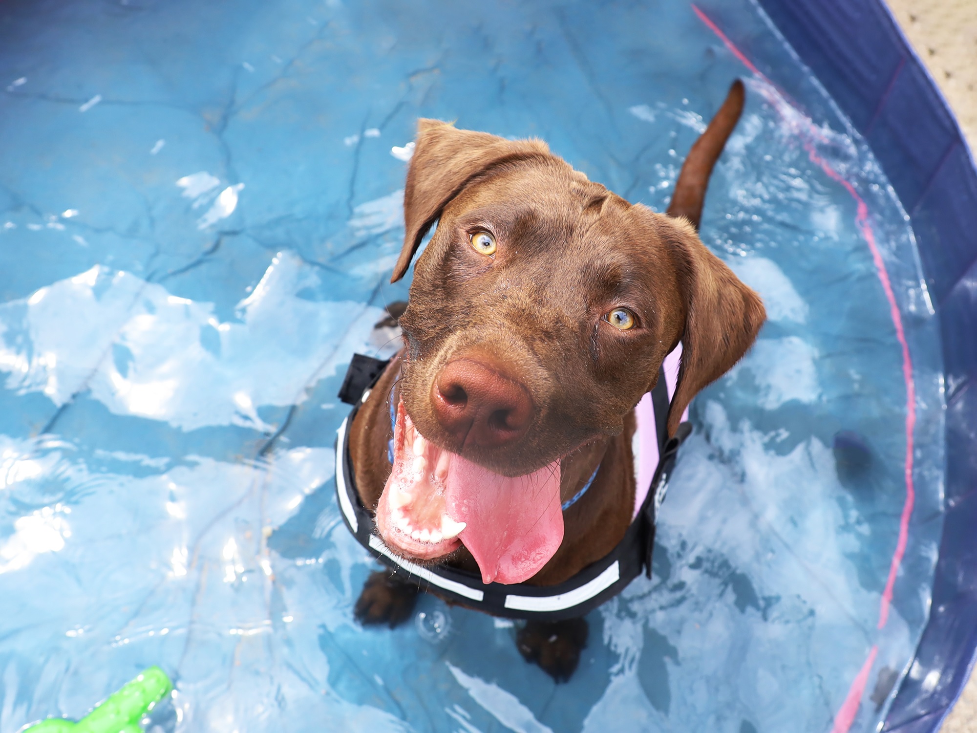Loki the Lab cooling down in a paddling pool – The Pembrokeshire Herald