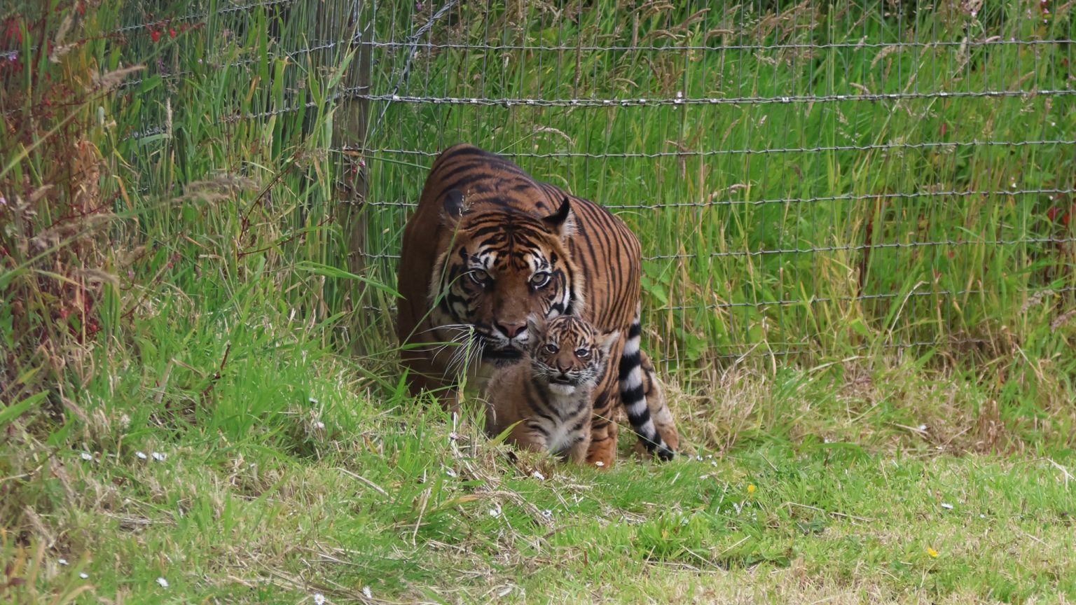 Sumatran tiger cub named Zaza is first ever born in a Welsh zoo – The ...