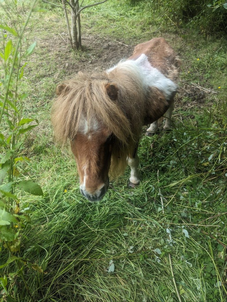 Owner sentenced after Shetland ponies found in poor condition —one died ...