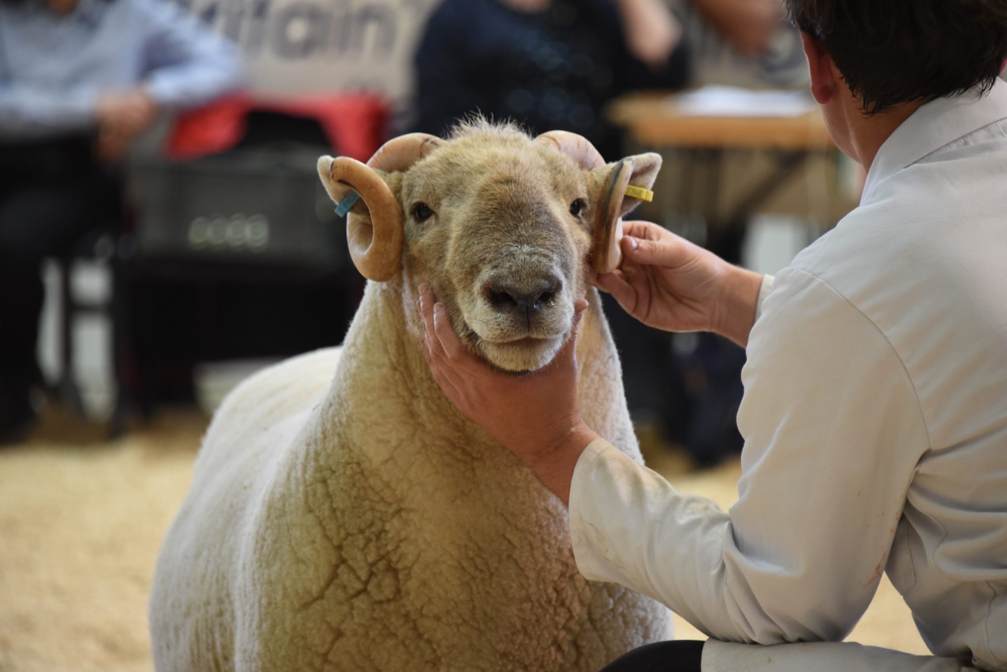 Celebration of rural life at 2025 Royal Welsh Spring Festival – The ...