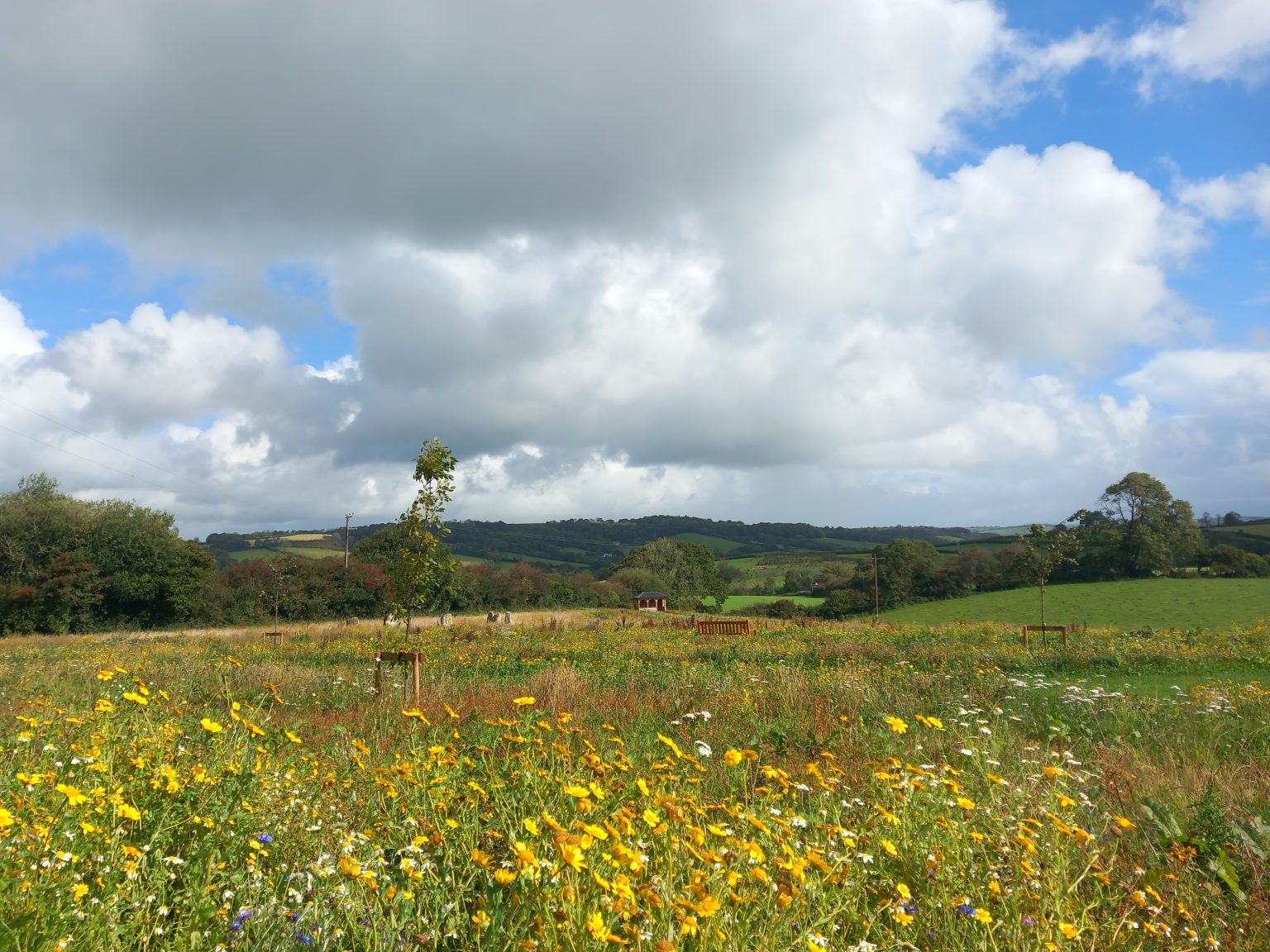 Wildflower memorial meadow opens at Parc Gwyn Crematorium – The ...