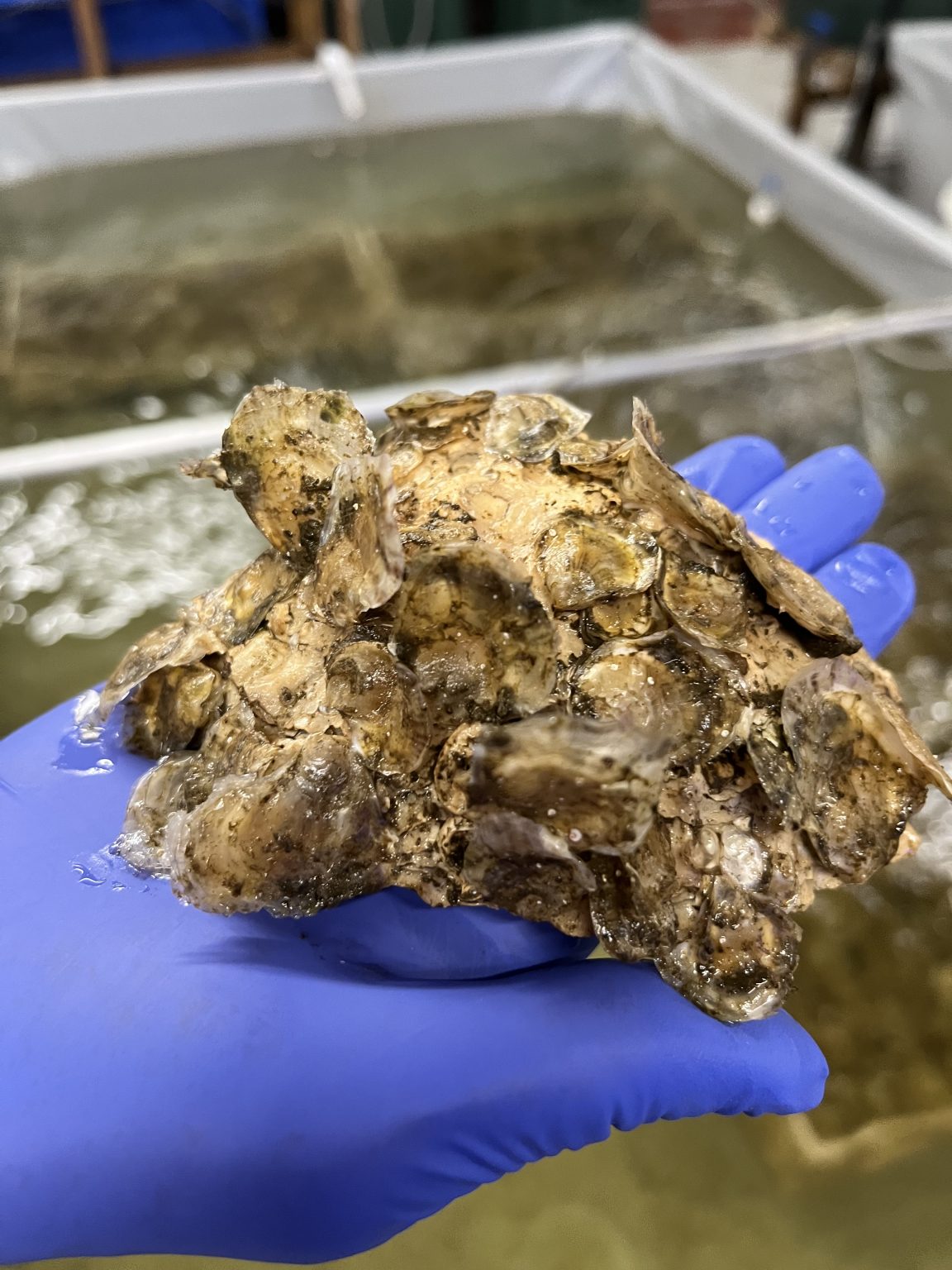 50,000 native oysters restored to Welsh waters – The Pembrokeshire Herald