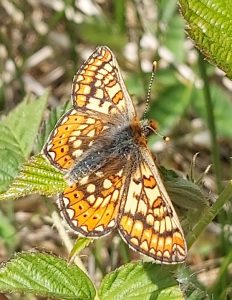 New marsh fritillary population discovered in Cwm Gwaun – The ...