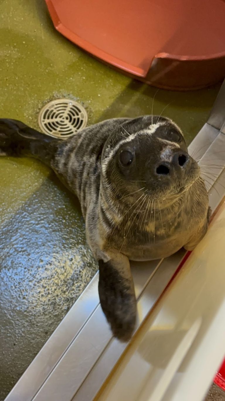 Plaid Cymru selects Billy Shaw for Fishguard North East by-election ...