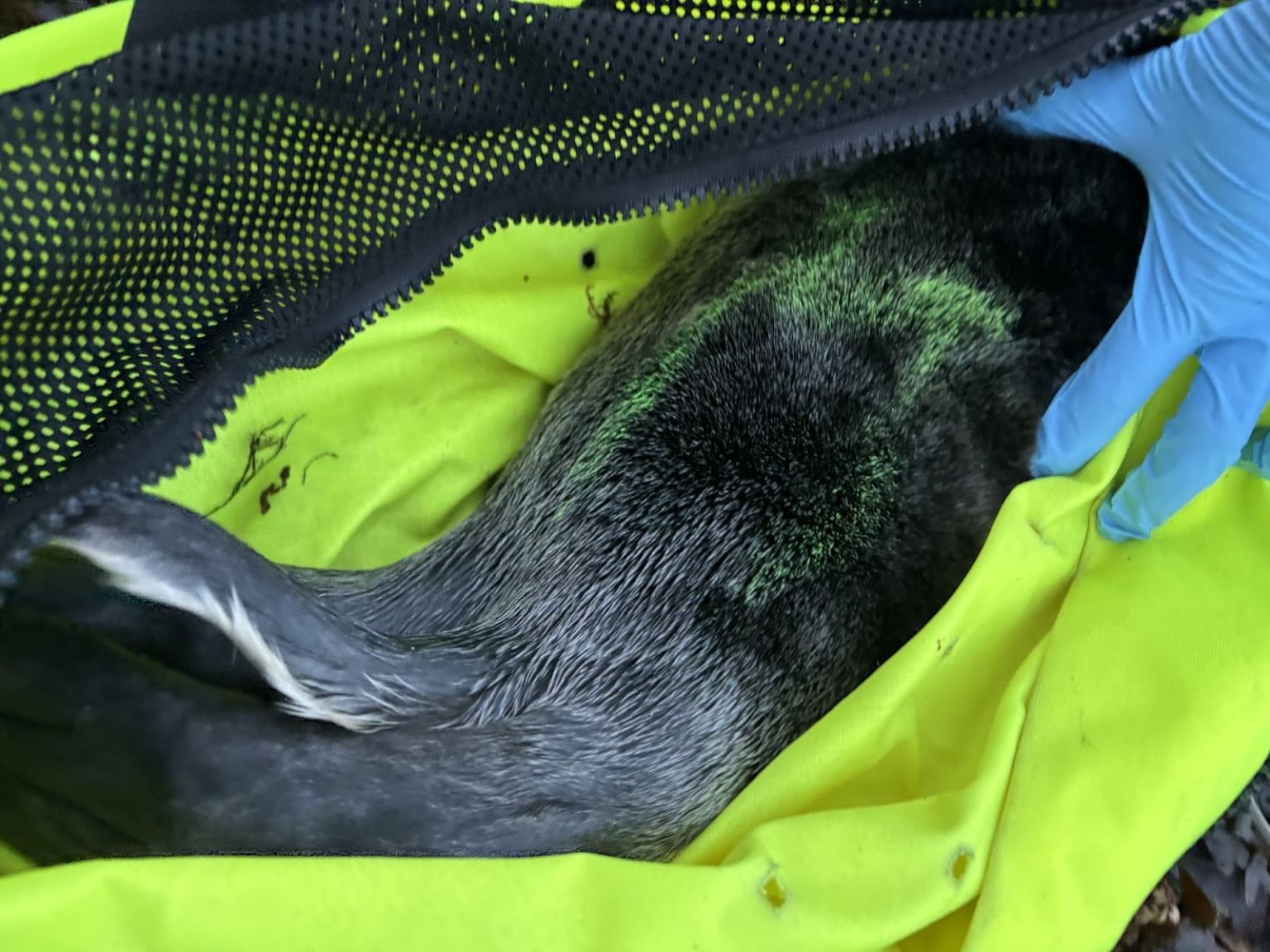 Plaid Cymru selects Billy Shaw for Fishguard North East by-election ...