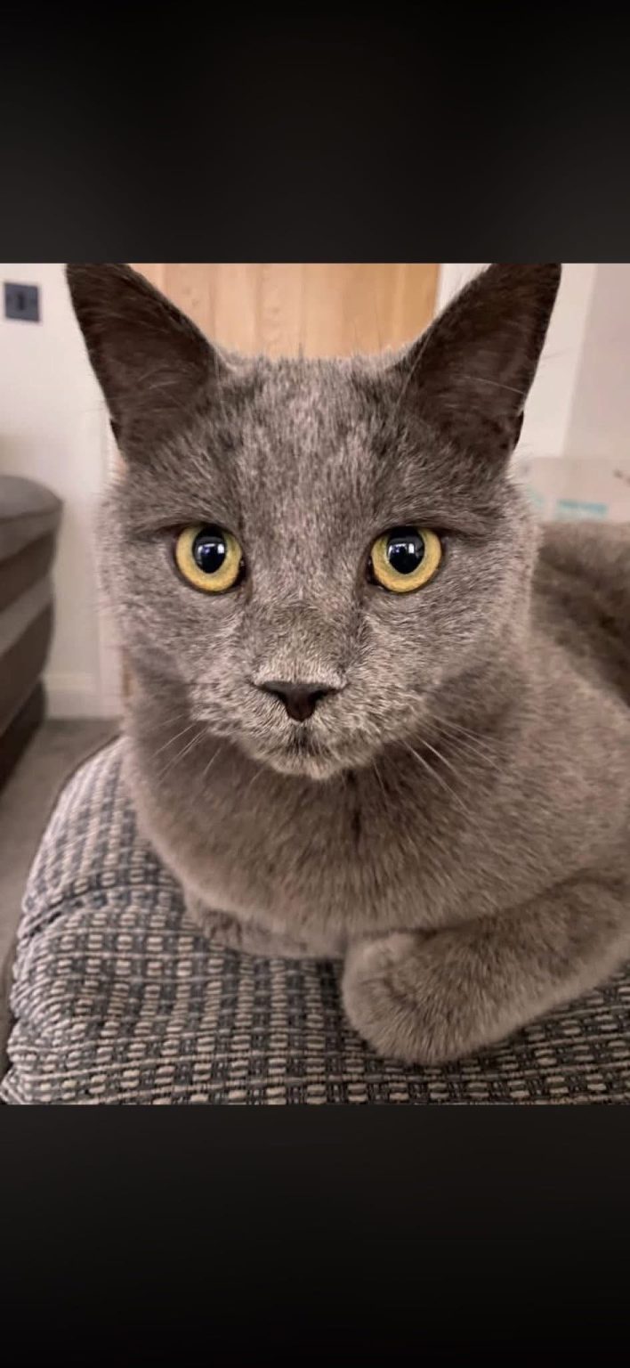 £600 reward offered for safe return of missing cat Simba – The ...