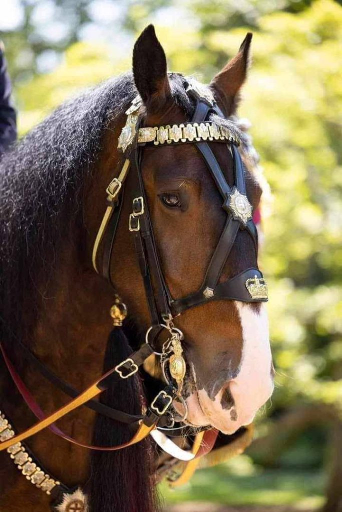 Pembrokeshire mourns Major Juno – The Pembrokeshire Herald