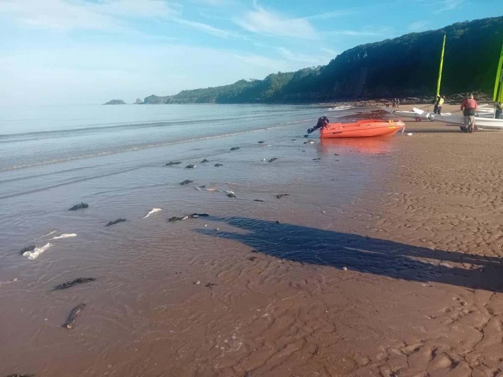 Mystery as hundreds of dead dogfish wash up on Saundersfoot beach – The ...